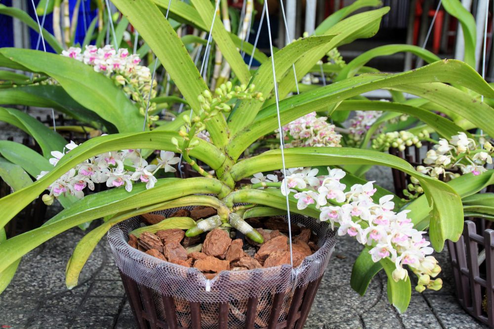 Các loại lan rừng phù hợp nhất với những người mới chơi năm 2021