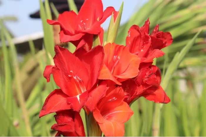 Ý nghĩa hoa lay ơn - Điều tuyệt vời mà bạn chưa biết về hoa lay ơn